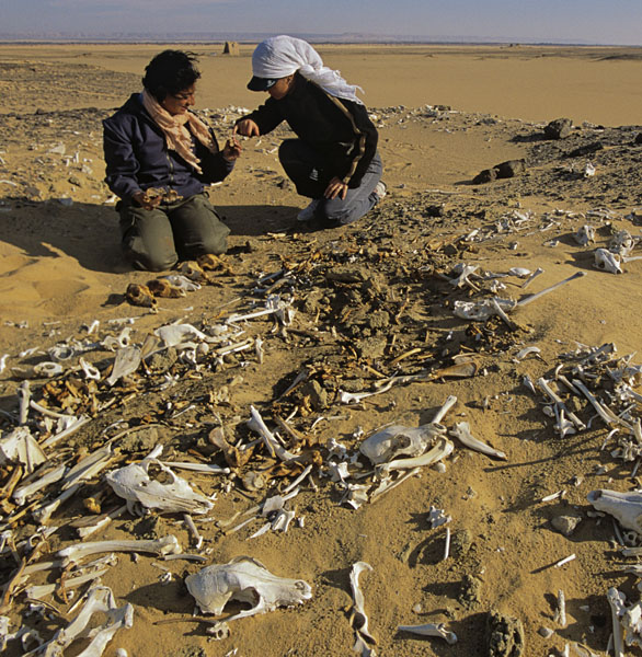 Egypt's Frontier Oasis - Archaeology Magazine Archive