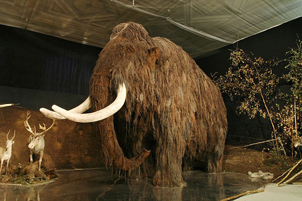 Important Discoveries of 2008 - Mammoths: Hitting a Genetic Wall ...