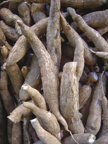 Insider - Maya Roots - Archaeology Magazine Archive