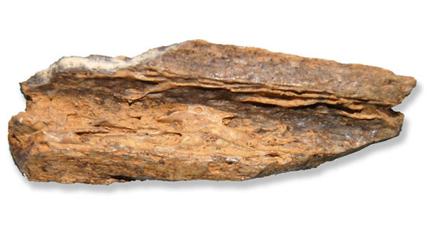Should We Clone Neanderthals? - Archaeology Magazine Archive