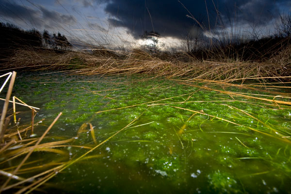 Bog Science - Archaeology Magazine Archive