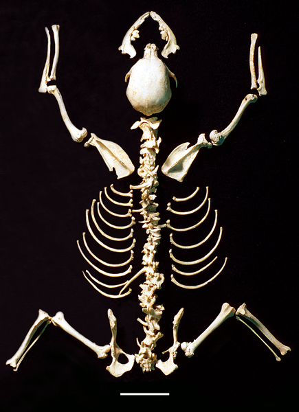 Archaeology Magazine - More than Man's Best Friend - Constant ...