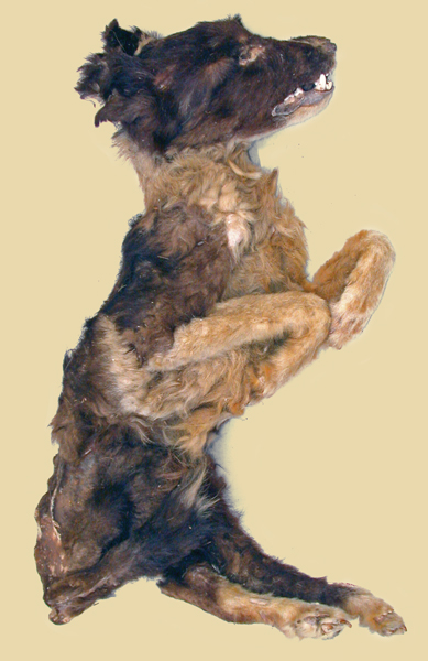 Archaeology Magazine - More than Man's Best Friend - Guardians of Souls ...