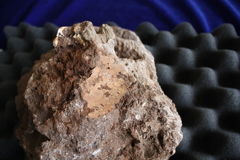 Top 10 Discoveries of 2011 - Open Source Australopithecus - Malapa ...