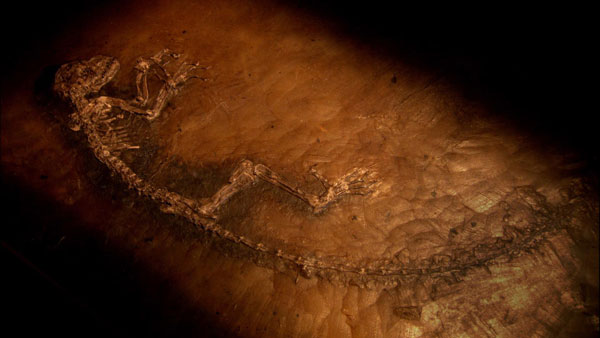 Long Lost Relative - Archaeology Magazine Archive