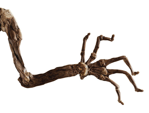 Long Lost Relative - Archaeology Magazine Archive